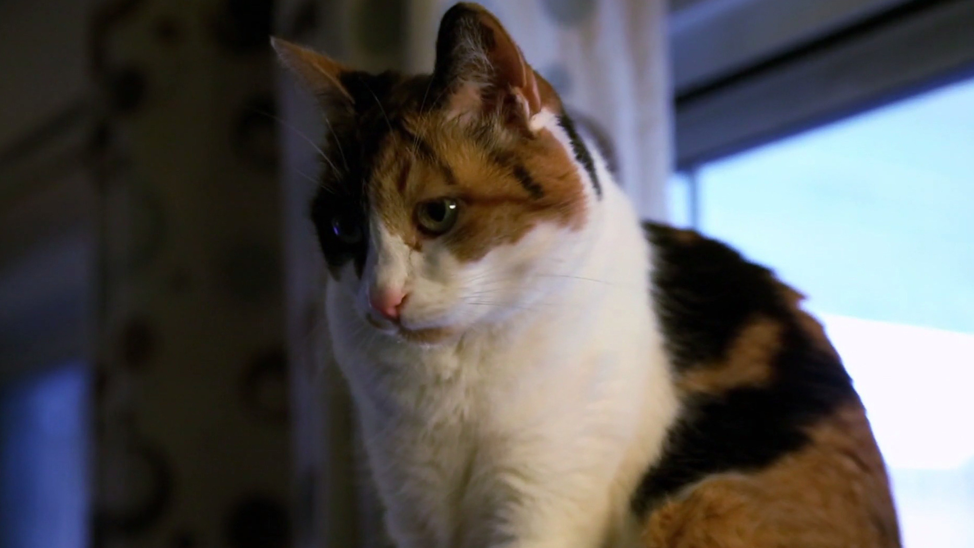 My Cat From Hell: Bully Cat