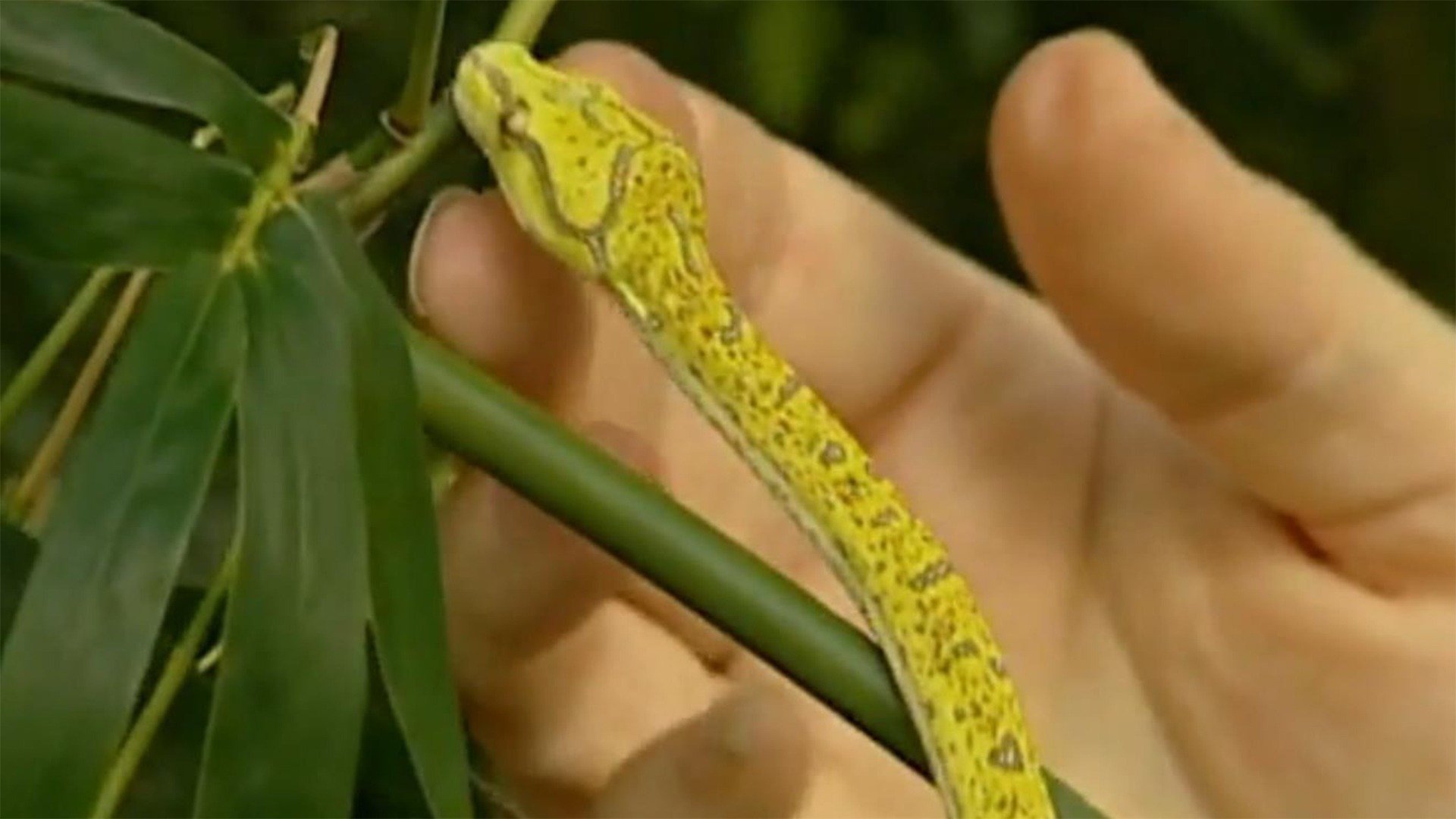 The Crocodile Hunter: Australia's Wild Frontier